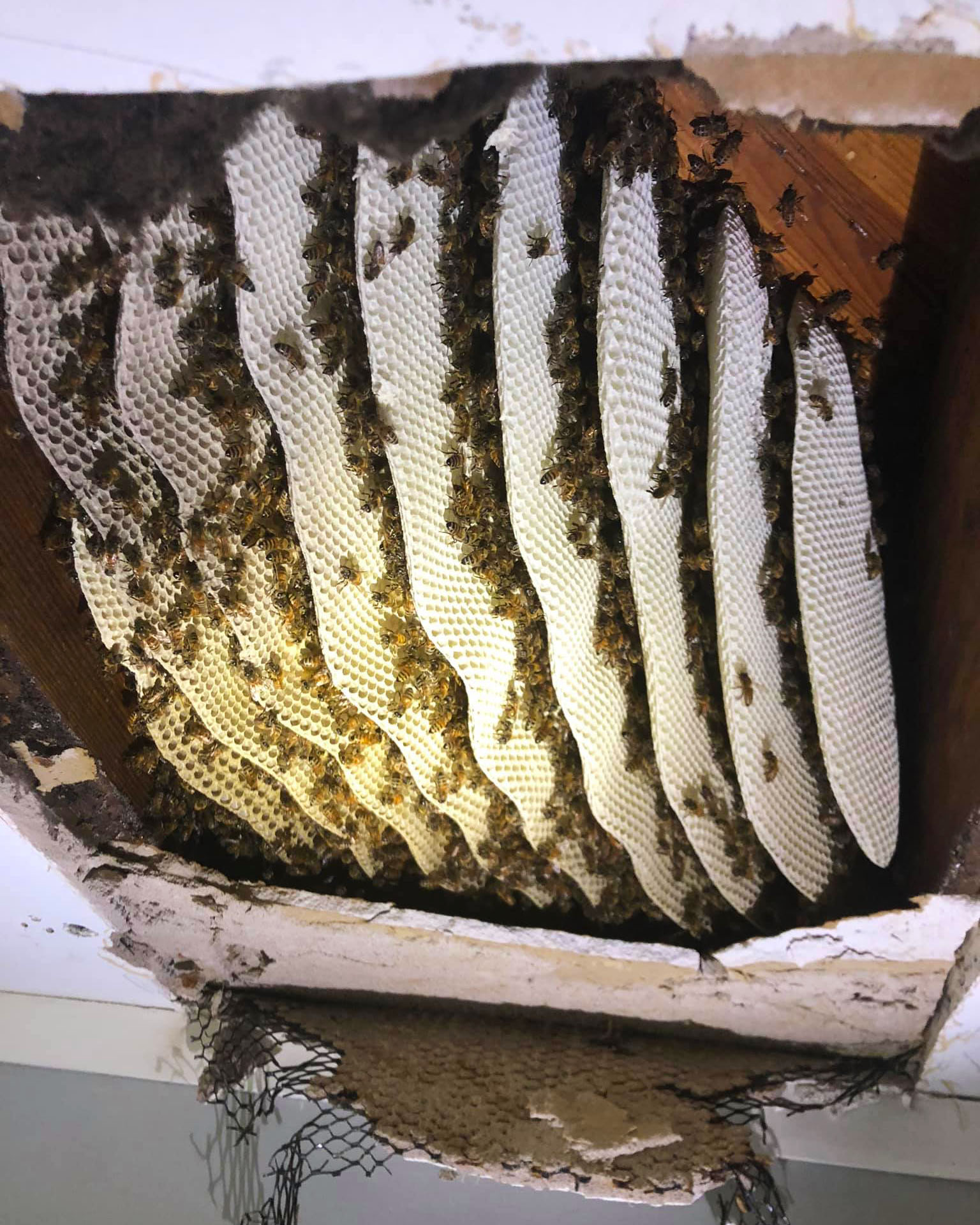 Our Services | Douglas Bee Apiary